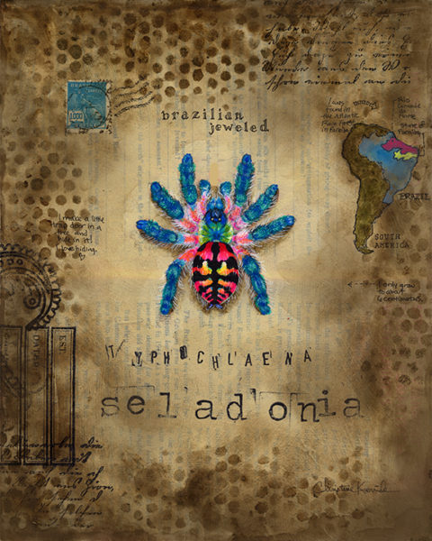 Brazilian Jeweled Tarantula (t seladonia) | Christine Kerrick Art